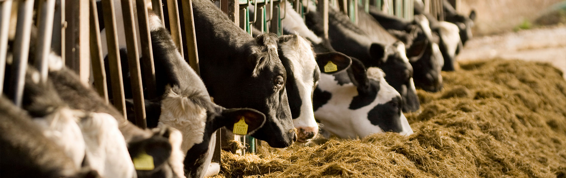 Fourrages - Popcorn Formation