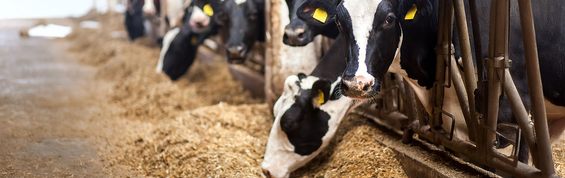 Améliorer l'autonomie alimentaire des vaches laitières - Popcorn Formation