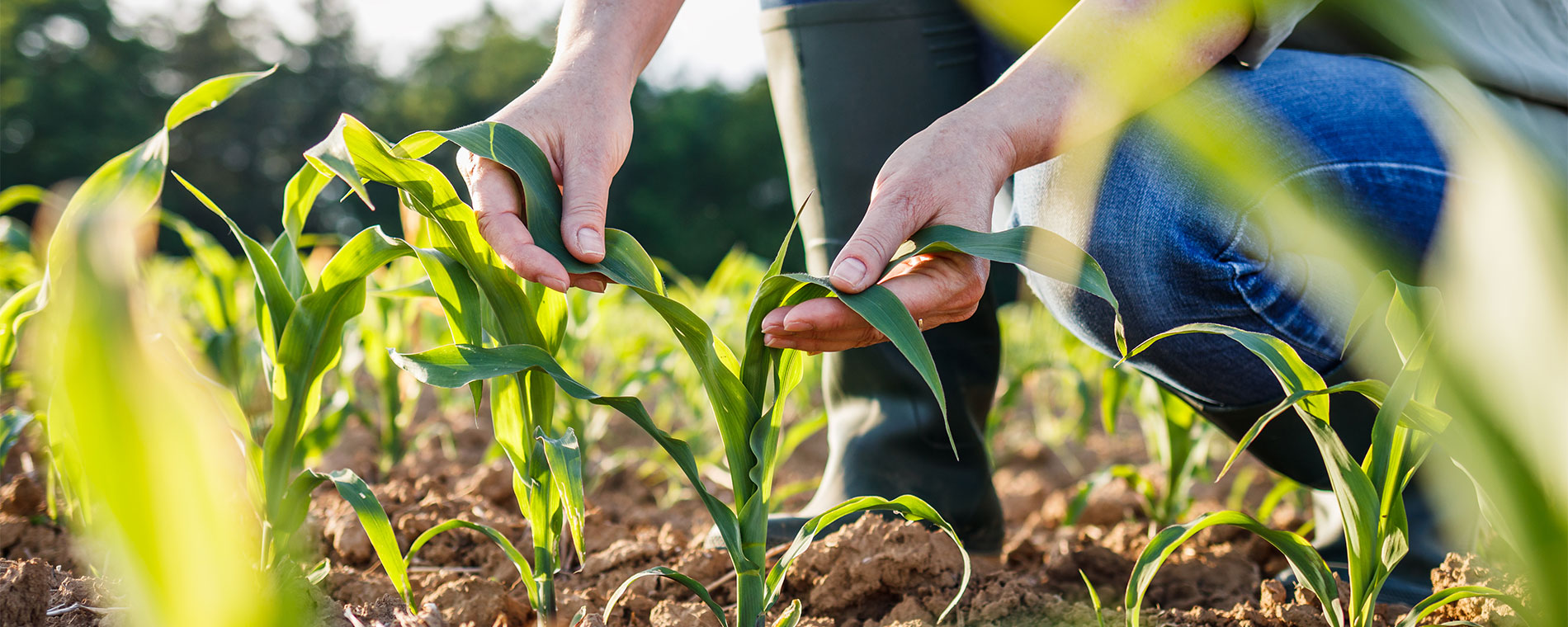 Cultivez vos compétences pour relever les défis du monde agricole ...